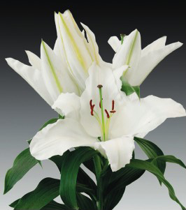 International Floriculture Exporters | Top Quality Products